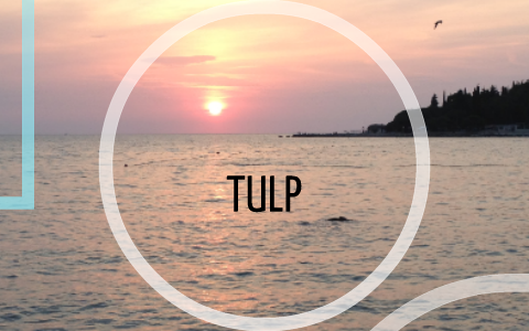 TULP by Danique Broeders on Prezi