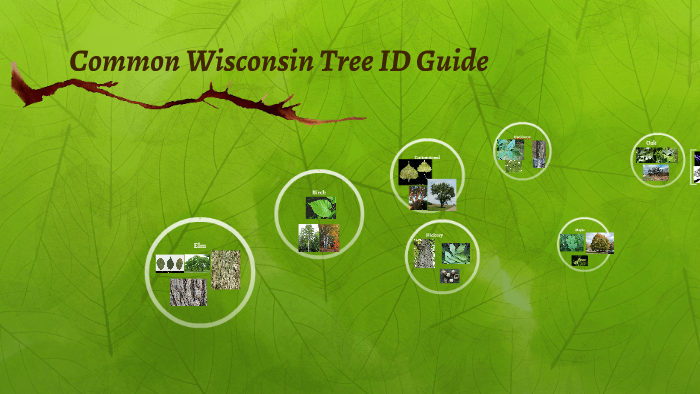 Common Wisconsin Tree ID Guide by Jack Milan on Prezi