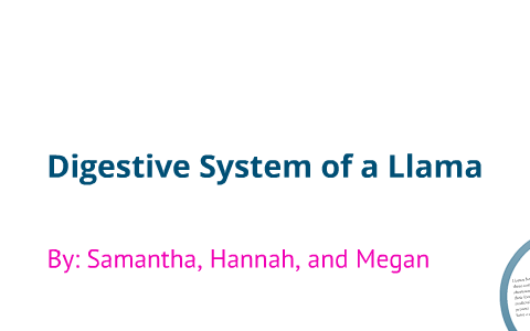 Llama Digestive System by Megan Chafin on Prezi