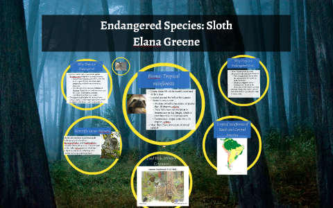 Endangered Species: Sloth by Elana Greene on Prezi