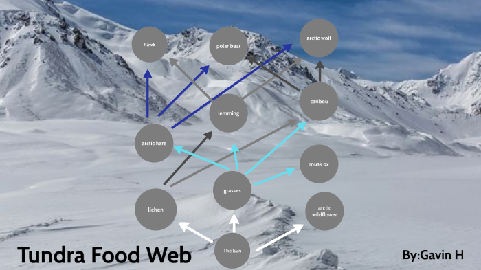 Tundra Food Web by gavin huggins on Prezi