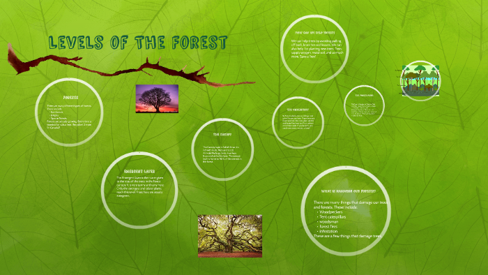 Levels of The Forest by Jaime D on Prezi