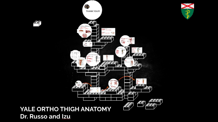 YALE ORTHO THIGH ANATOMY by izu ibe on Prezi