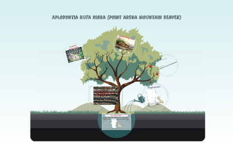 Aplodontia rufa nigra by hunter milliman on Prezi
