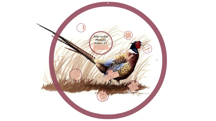 Ring-necked Pheasant Release NY by Elizabeth Gargiulo on Prezi
