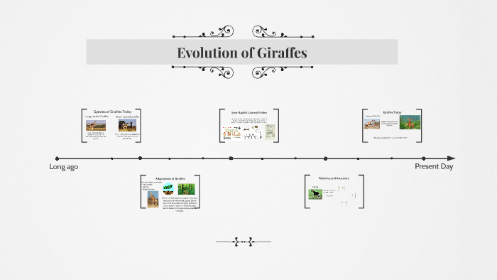 Evolution of Giraffes by Quinn Guth on Prezi