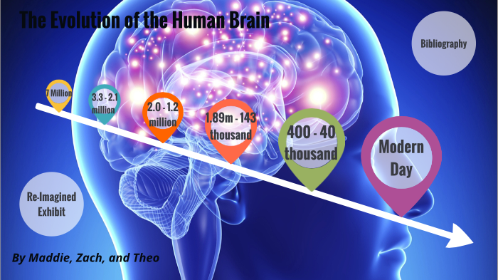 Human Brain Evolution REAL by Madeline Morse on Prezi