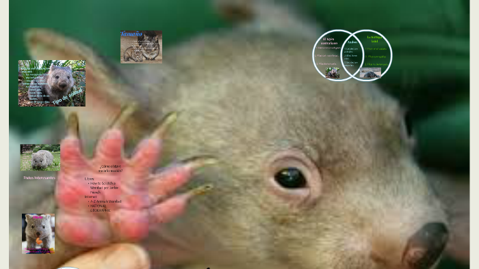 El Tejón Australiano -Piper by lizzette anders on Prezi