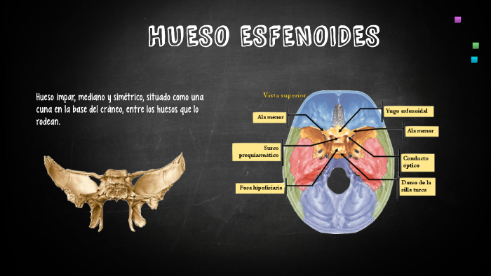 HUESO ESFENOIDES by Qori Serrano on Prezi