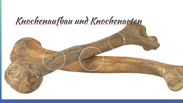 Knochenaufbau und Knochenarten by Sophie Hirschböck on Prezi