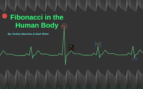 Fibonacci in the Human Body by Andrea Stanchus on Prezi