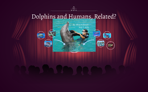 Dolphins and Humans, Related? by Alicia Robinson on Prezi