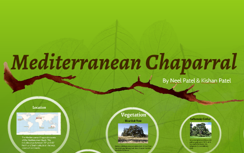 Mediterranean Chaparral by Neel Patel on Prezi