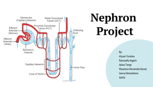 Nephron Group Project by Rainasofia Algarin on Prezi Design