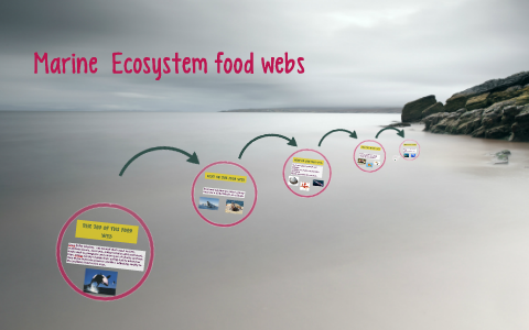 Marine Ecosystem food webs by Destiny Armstrong on Prezi