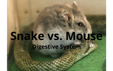 Snake vs. Mouse by Angelina Duddie on Prezi Next