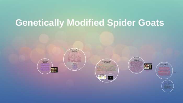 Genetically Modified Spider Goats by Sarah Bagley on Prezi