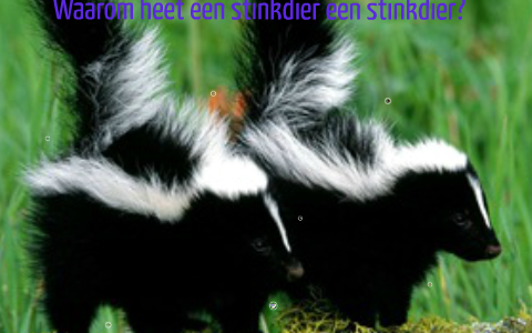 Waarom heet een stinkdier een stinkdier? by Kim van Dorland on Prezi