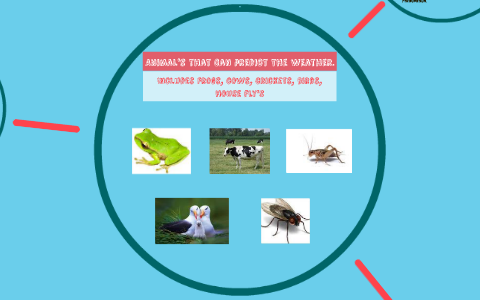 animals can predict the weather by Lauren Bernstein on Prezi