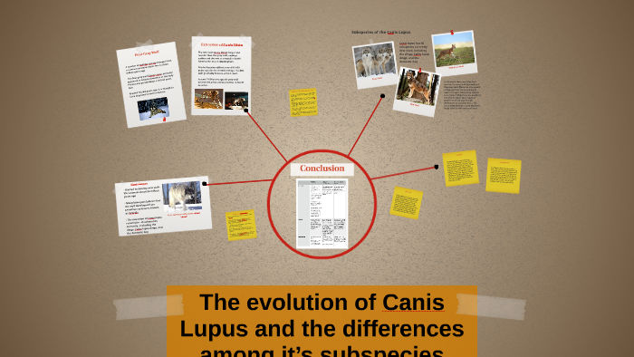The evolution of Canis Lupus and the differences among it’s by Heily Ho ...