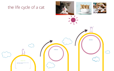 the life cycle of a cat by ma wi on Prezi