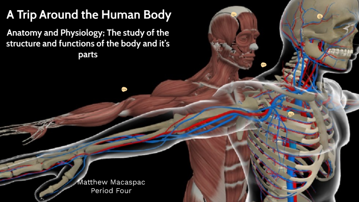 Anatomy Fall Final by Matt Mac on Prezi