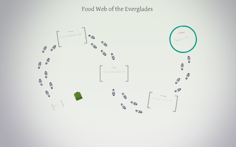 Food Chain of the Everglades by Michelle Eakle Dorris on Prezi