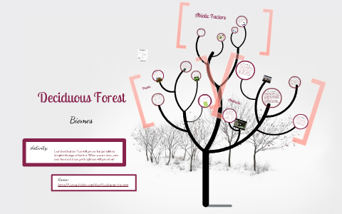 Deciduous Forest by Anne Speltz on Prezi