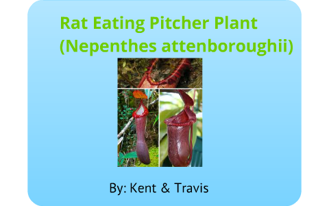 rat eating plant by Kent Treadwell on Prezi