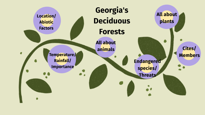 Georgia's Deciduous Forests by Amare Stout on Prezi