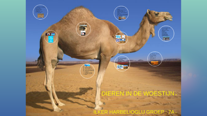 DIEREN IN DE WOESTIJN by ilker harbelioglu on Prezi