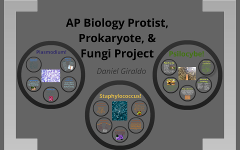AP Biology Protist, Prokaryote, and Fungi Project by Daniel Giraldo on ...