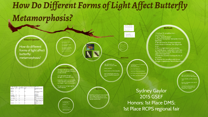How Do Different Forms of Light Affect Butterfly Metamorphos by Katie ...