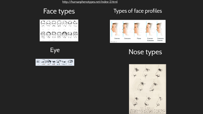 Types of face profiles by Nik Born on Prezi