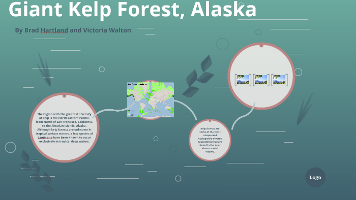 Giant Kelp Forest, Alaska by Vicky Braddles on Prezi