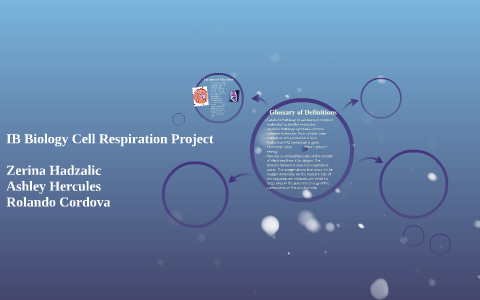 IB Biology Cell Respiration Project by Ashley Hercules