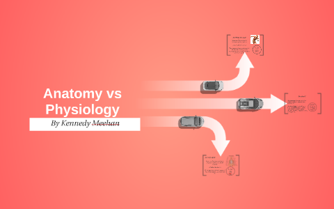 Anatomy Vs Physiology By Kennedy Meehan On Prezi