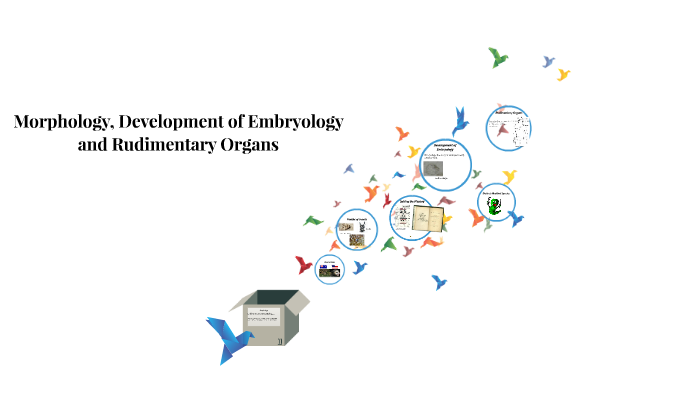Morphology, Development of Embryology and Rudimentary Organs by Olivia ...