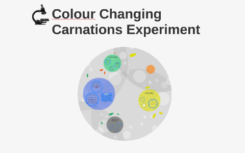Colour Changing Carnations Experiment by on Prezi