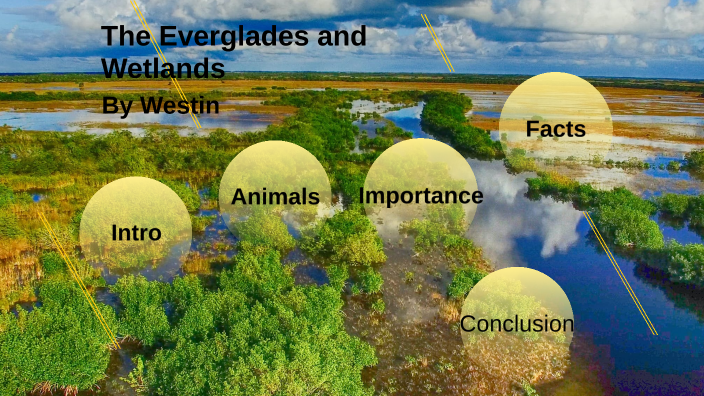 The Everglades and Wetlands by Westin Wochele on Prezi