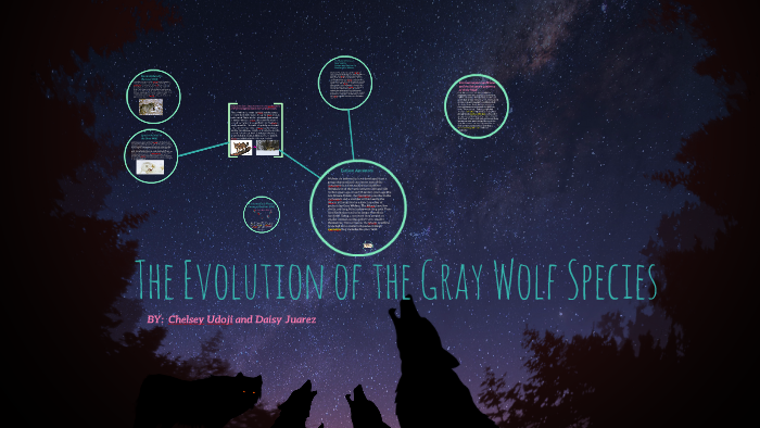 The Evolution of the Gray Wolf Species by Daisy jj on Prezi