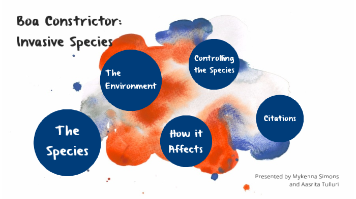 Boa Constrictor: Invasive Species by Aasrita Tulluri on Prezi