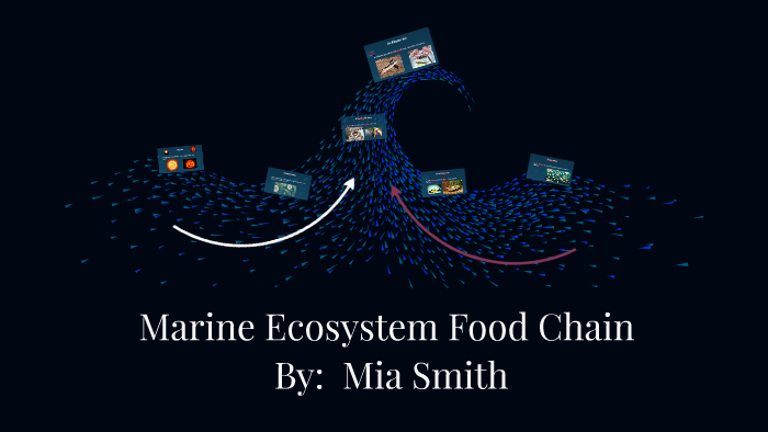 Marine Ecosystem Food Chain by Leslie Gossen on Prezi