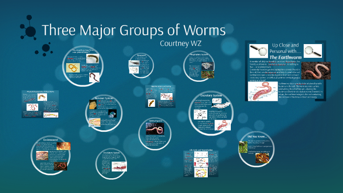 Three Major Groups of Worms by Courtney W on Prezi