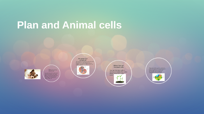 Plant and animal cell by Carsten Walker