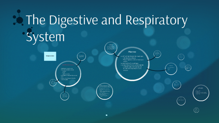 The Digestive and Respiratory System by Julia Chen on Prezi