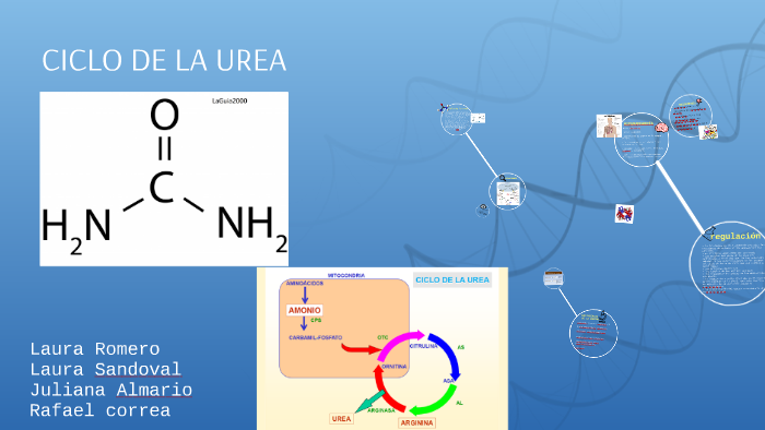 CICLO DE LA UREA by laura romero on Prezi