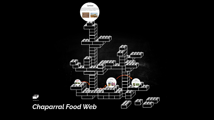 Chaparral Food Web by Jean Morales on Prezi