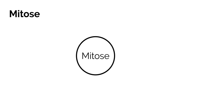 Mitose by Jessica Schrage on Prezi