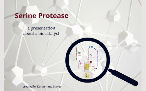 Serine Protease by Dominik Mayer
